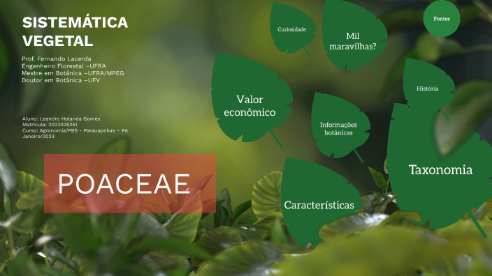 T1 poeceae by Leandro Holanda on Prezi