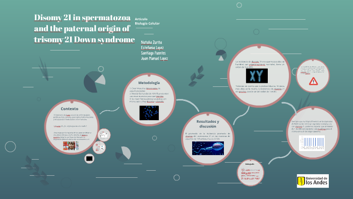 Disomy 21 in spermatozoa by Estefania Lopez W. on Prezi