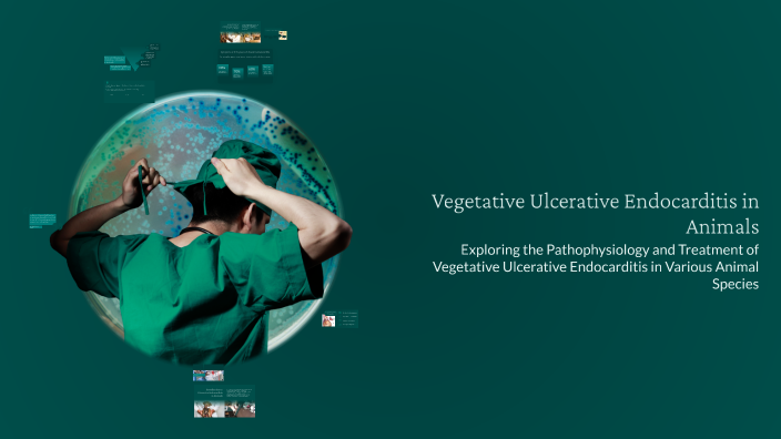Vegetative Ulcerative Endocarditis in Animals by Emanuel Pasztor on Prezi