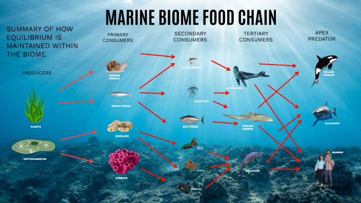 food chain by aerol john ayon on Prezi