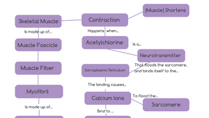 Human Kin Flow Chart by Lia De Dios on Prezi Design