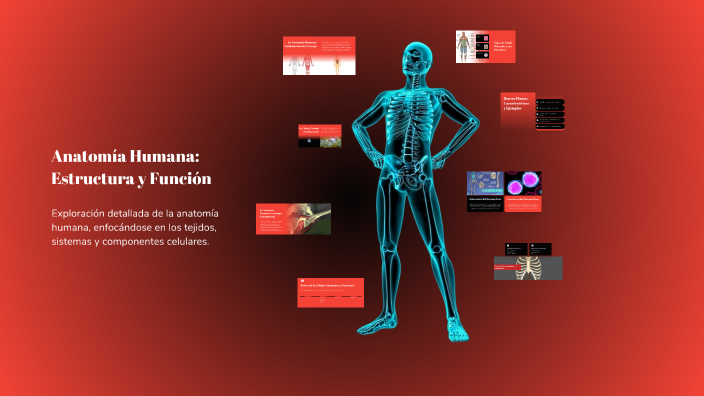 Anatomía Humana: Estructura y Función by JD Tellez on Prezi