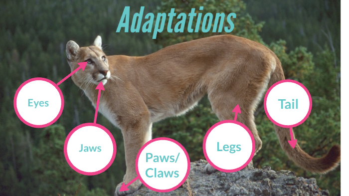 Mountain Lion Adaptations