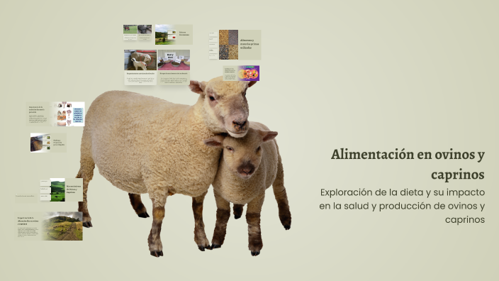 Alimentación en ovinos y caprinos by Magis velaides on Prezi