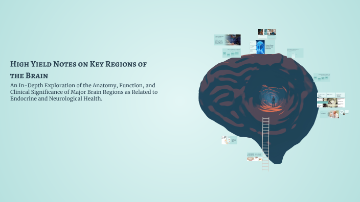 High Yield Notes on Key Regions of the Brain by Dr T.M Thubela on Prezi
