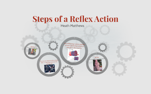 Steps of a Reflex Action by Heath Matthews on Prezi