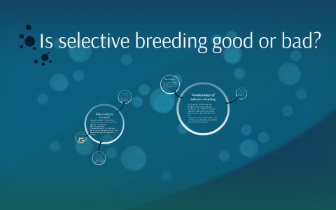 Is selective breeding good or bad? by Eman Khalid on Prezi