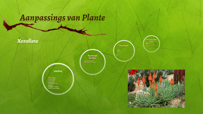 Aanpassings van Plante by Jaco Smith on Prezi