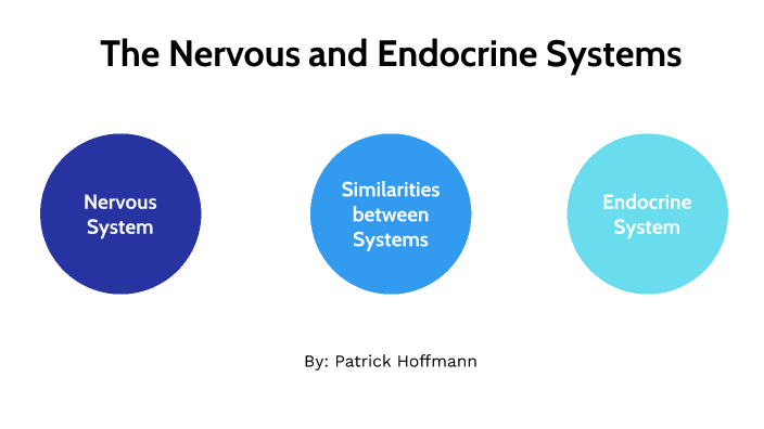 Graphic Organizer The Nervous and Endocrine System by Patrick Hoffmann ...