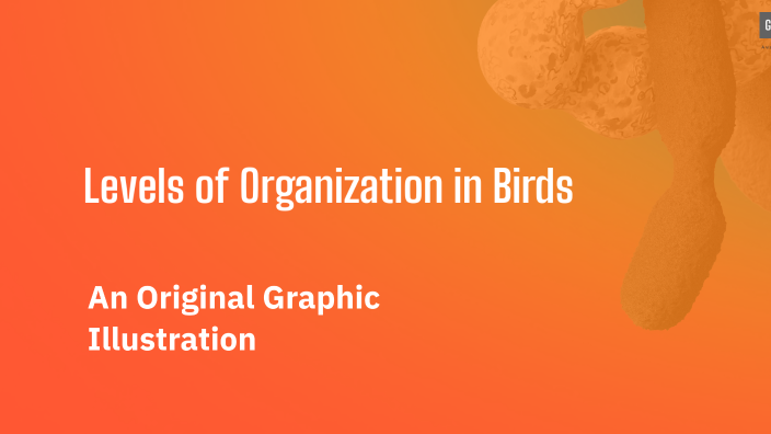 Levels of Organization in Birds by Makayla Manda on Prezi
