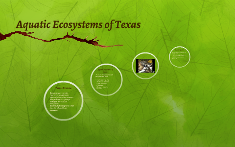 Aquatic Ecosystems of Texas by on Prezi