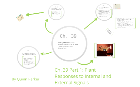 Ch. 39: Plant Responses to Internal and External Signals by Q P on Prezi