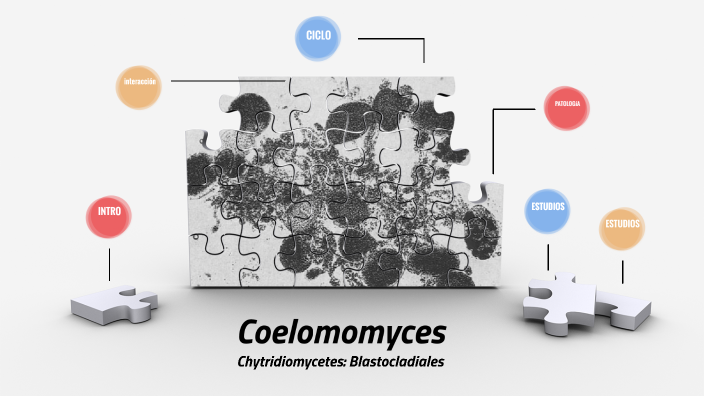 Coelomomyces by Gabriela Rincon Naranjo on Prezi