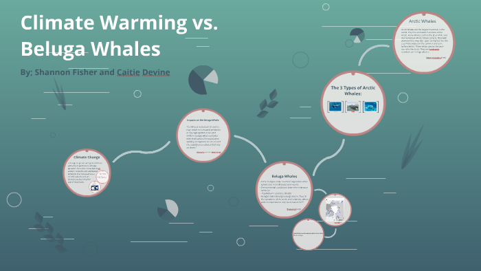 Climate change and whales by Shannon Fisher on Prezi