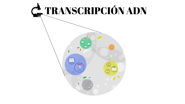 transcripción del ADN by nicollette sasmay on Prezi