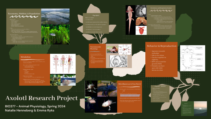 Axolotl Research Project by Natalie Henneberg on Prezi