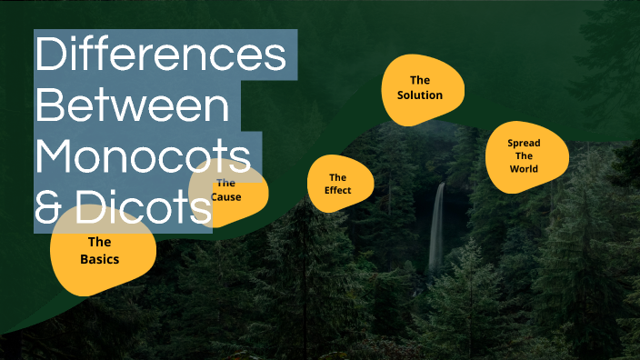 Differences Between Monocots & Dicots by Pranav Jampana on Prezi Differences Between Monocots & Dicots by Pranav Jampana on Prezi