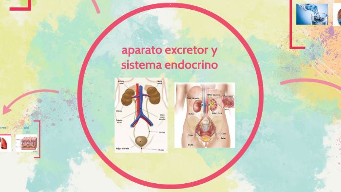aparato excretor y sistema endocrino by marcos daniel jaramillo monterrosas on Prezi