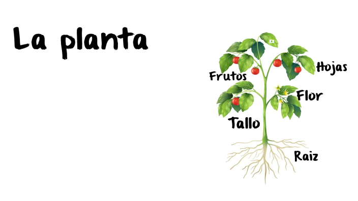 La planta by Mariana Almanza on Prezi