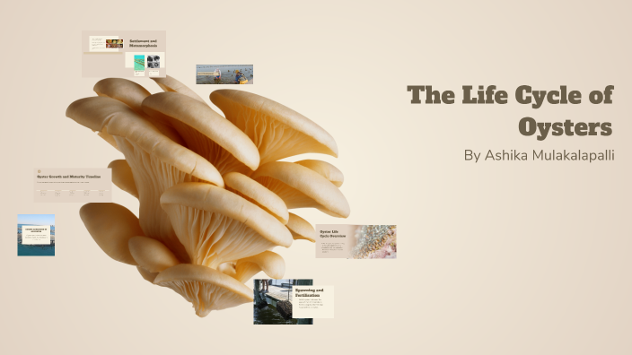 The Life Cycle of Oysters by Ashika Mulakalapalli on Prezi