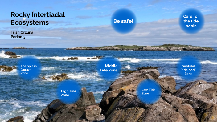 All About Rocky Intertidal Ecosystems by Trish Orzuna on Prezi