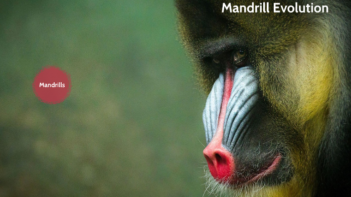 Mandrill Evolution by Yasha Boroumand on Prezi