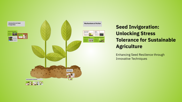 Seed Invigoration: Unlocking Stress Tolerance for Sustainable ...