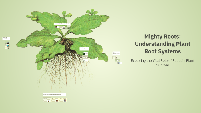 Mighty Roots: Understanding Plant Root Systems by Shekinah Goins on Prezi