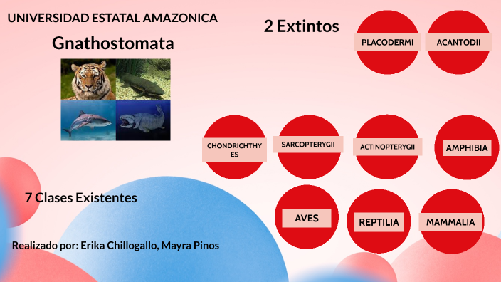 Gnatostomata 7 clases by Erika Anahi Chillogallo on Prezi