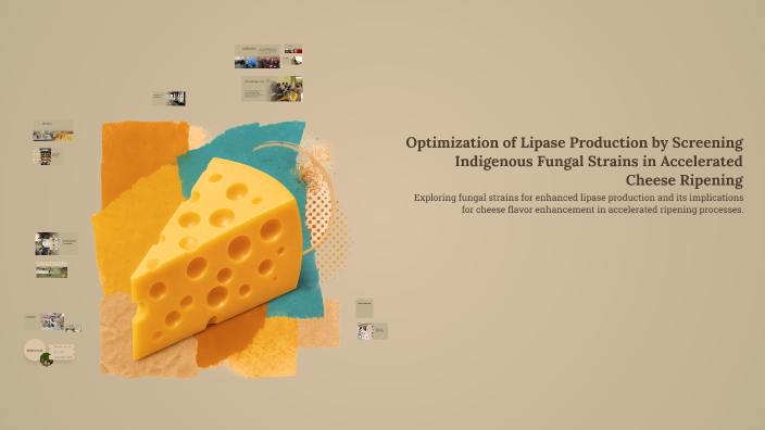 Optimization of Lipase Production by Screening Indigenous Fungal ...