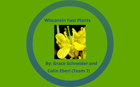 Wisconsin Fast Plants by Grace S on Prezi
