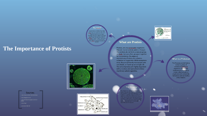 THE IMPORTANCE OF Protists by Kaylee Cassiani on Prezi