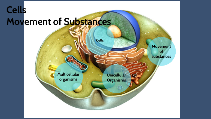 Cells, Osmosis, Diffusion, Active Transport by L Marcano on Prezi
