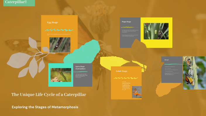 The Unique Life Cycle of a Caterpillar by Madison Lamp on Prezi
