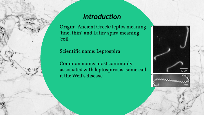 Pathogen Project by Leeanna Pelz on Prezi