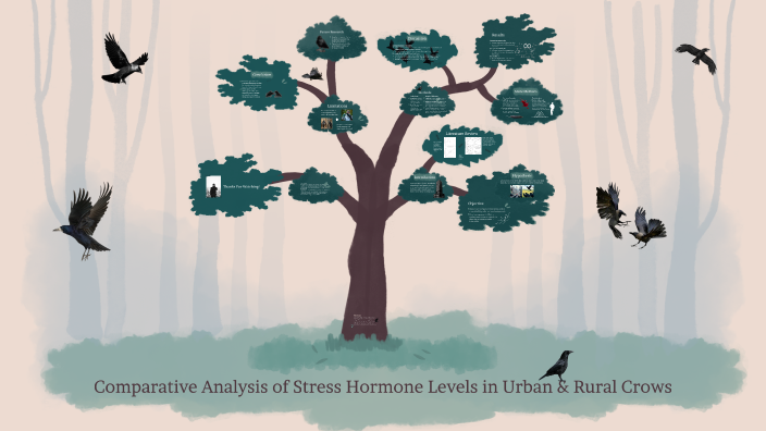 Crow Experiment Psych 300 by Eli Fabrick on Prezi