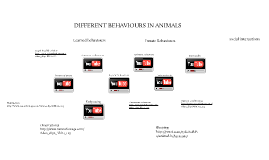 Behaviours in animals by hannah Fredrickson on Prezi