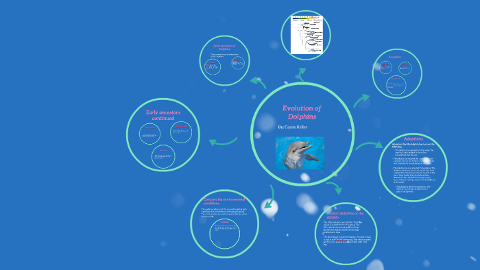 Evolution of Dolphins by cassie keller on Prezi