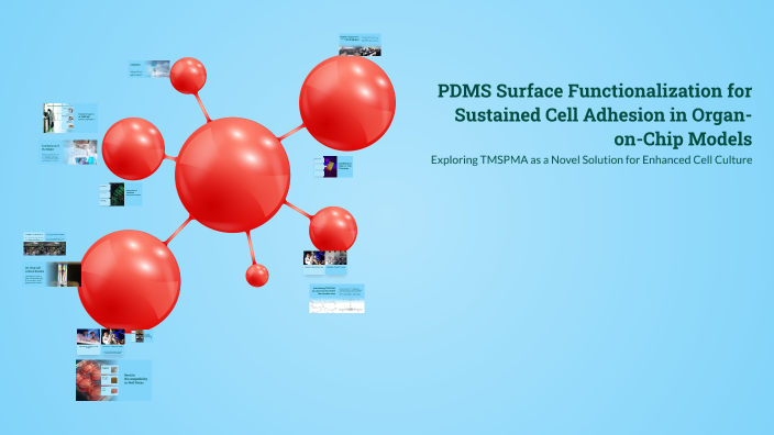 PDMS Surface Functionalization for Sustained Cell Adhesion in Organ-on ...
