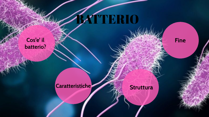 Batterio by aurora cordara on Prezi