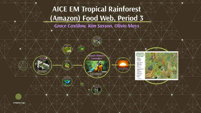 Tropical Rainforest (Amazon) Food Web, Period 3 by Grace C on Prezi