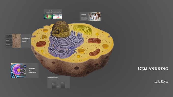 Cellandning in Secondary School by lotta on Prezi