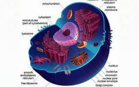 garage cell by Dylan LeMere on Prezi