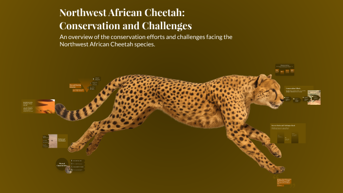Northwest African Cheetah: Conservation and Challenges by Miyah Steward ...