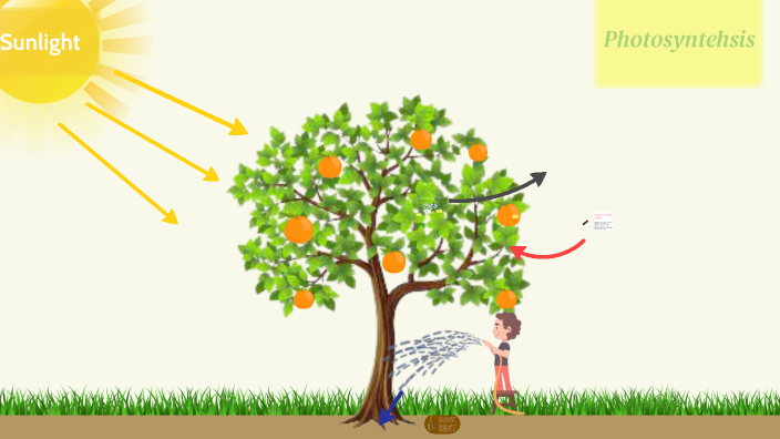 The Case of The Orange Tree: Photosynthesis by Krystal Ano on Prezi