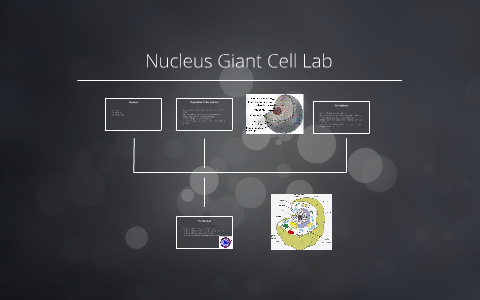 Nucleus Giant Cell Lab by Adam Bodenham on Prezi