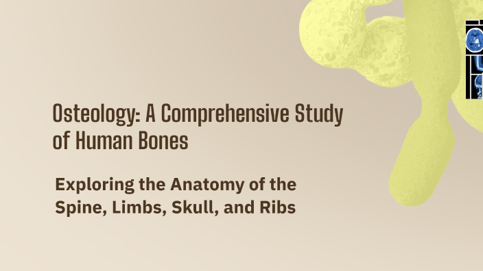 Osteology: A Comprehensive Study of Human Bones by Айла К on Prezi