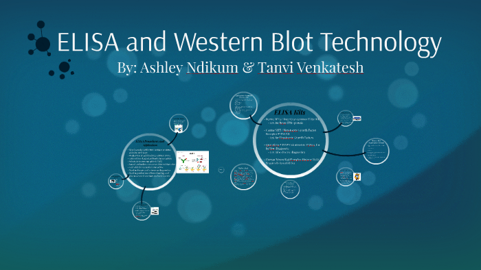 ELISA and Western Blot Technology by Tanvi Venkatesh on Prezi ELISA and Western Blot Technology by Tanvi Venkatesh on Prezi