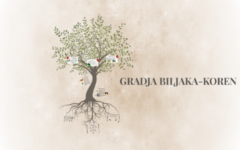 GRADJA BILJAKA-KOREN by Jelena Stefanovic on Prezi