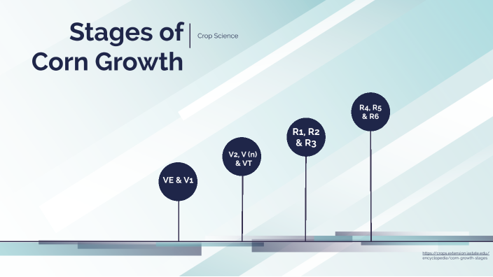 Stages of Corn Growth by Reagan Evans on Prezi